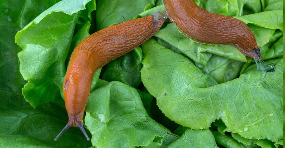 Ako sa zbaviť slimákov v záhrade bez chémie a námahy? Bude vás to stáť ...