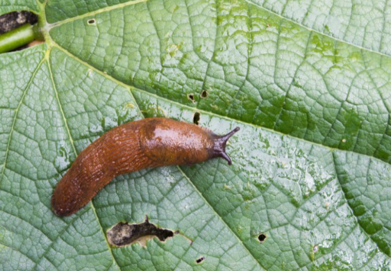 Ako sa zbaviť slimákov v záhrade bez chémie a námahy? Bude vás to stáť ...